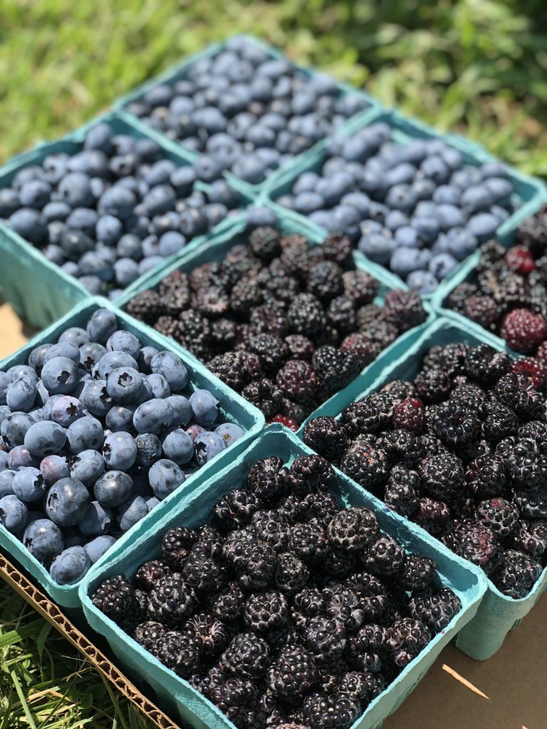 Picking Berries Outside of DC + How to Freeze Fresh Berries - Magnolia ...