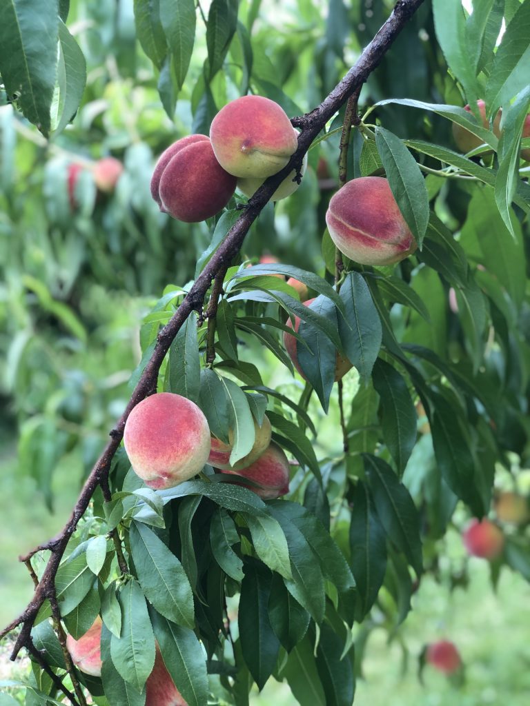 Picking Berries Outside of DC + How to Freeze Fresh Berries - Magnolia ...