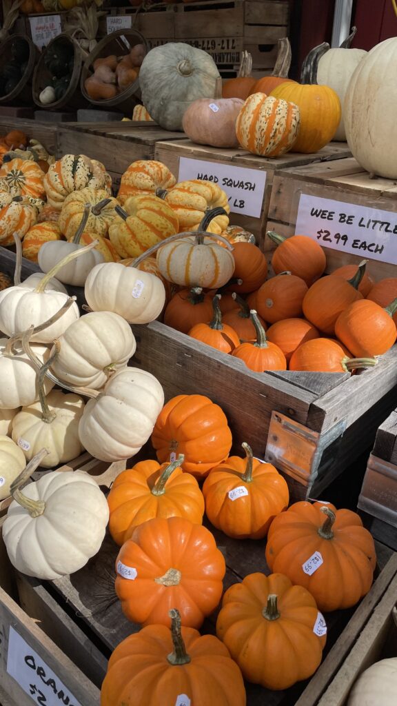 A Visit to Nalls Pumpkin Hill in Alexandria: A Pumpkin Patch Near D.C ...